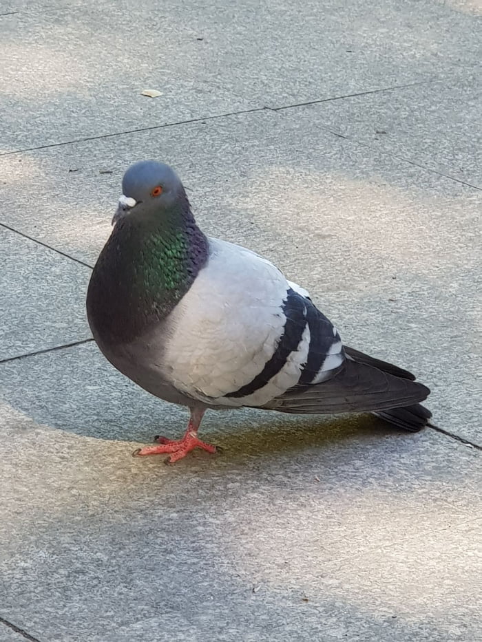 Cursed pigeon - 9GAG