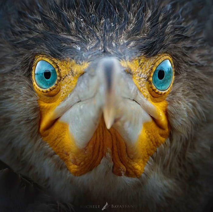 Face to face with a cormorant - 9GAG