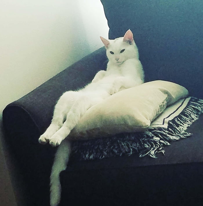 Lounging into the weekend - 9GAG