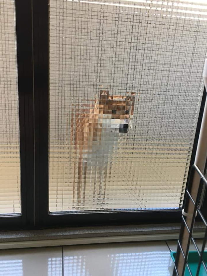 The dog behind the glass looks pixelated. - 9GAG