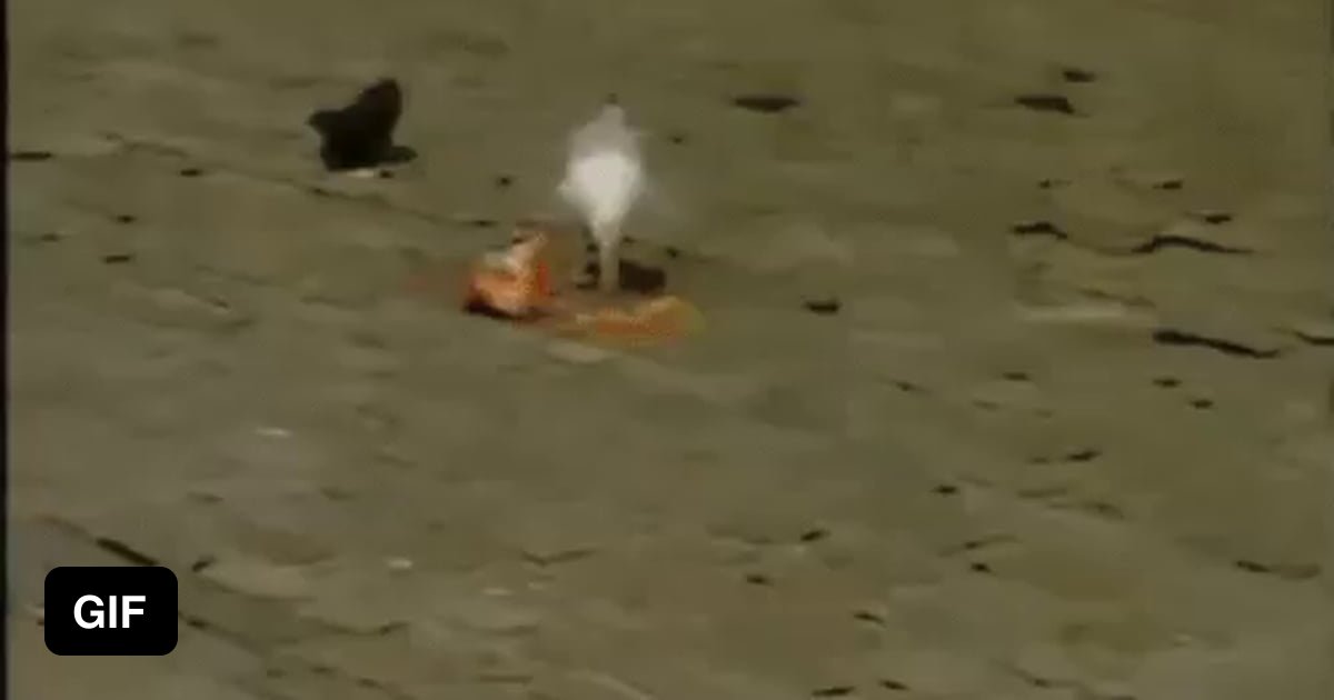 Untitled goose gif - 9GAG