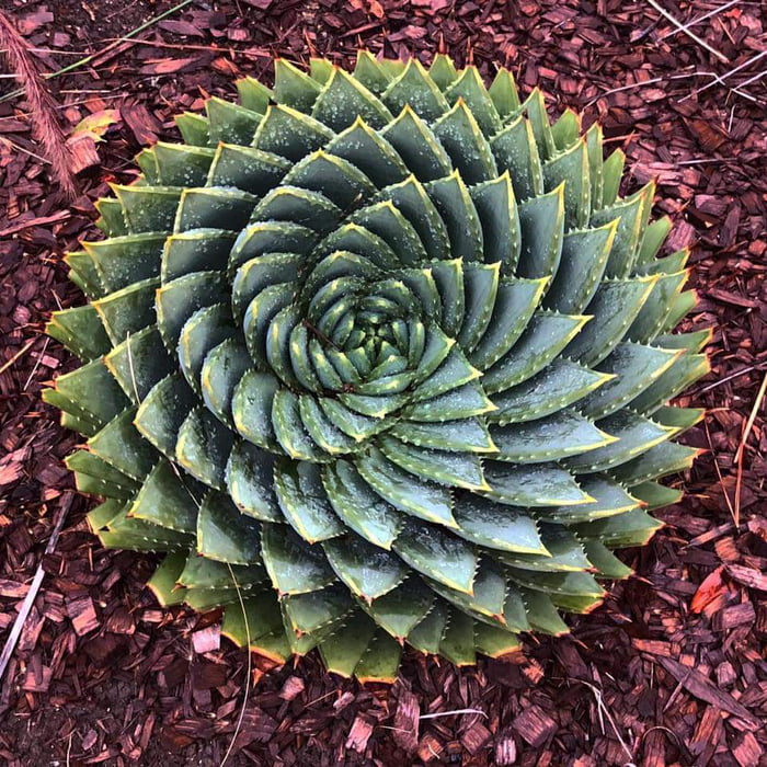 This Spiral Aloe - 9GAG