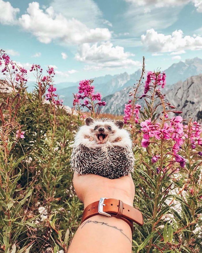 Happy hedgehog - 9GAG