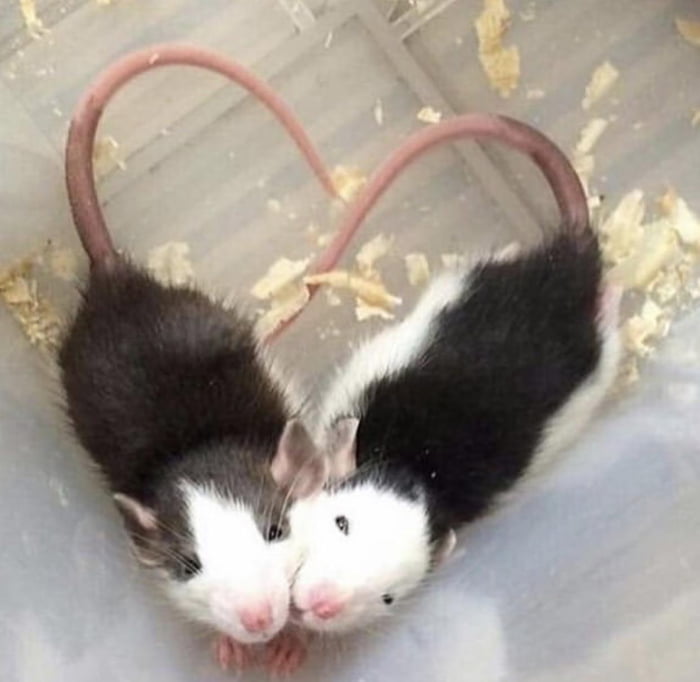 Rat Love: Rats are Underrated Cuteness - 9GAG
