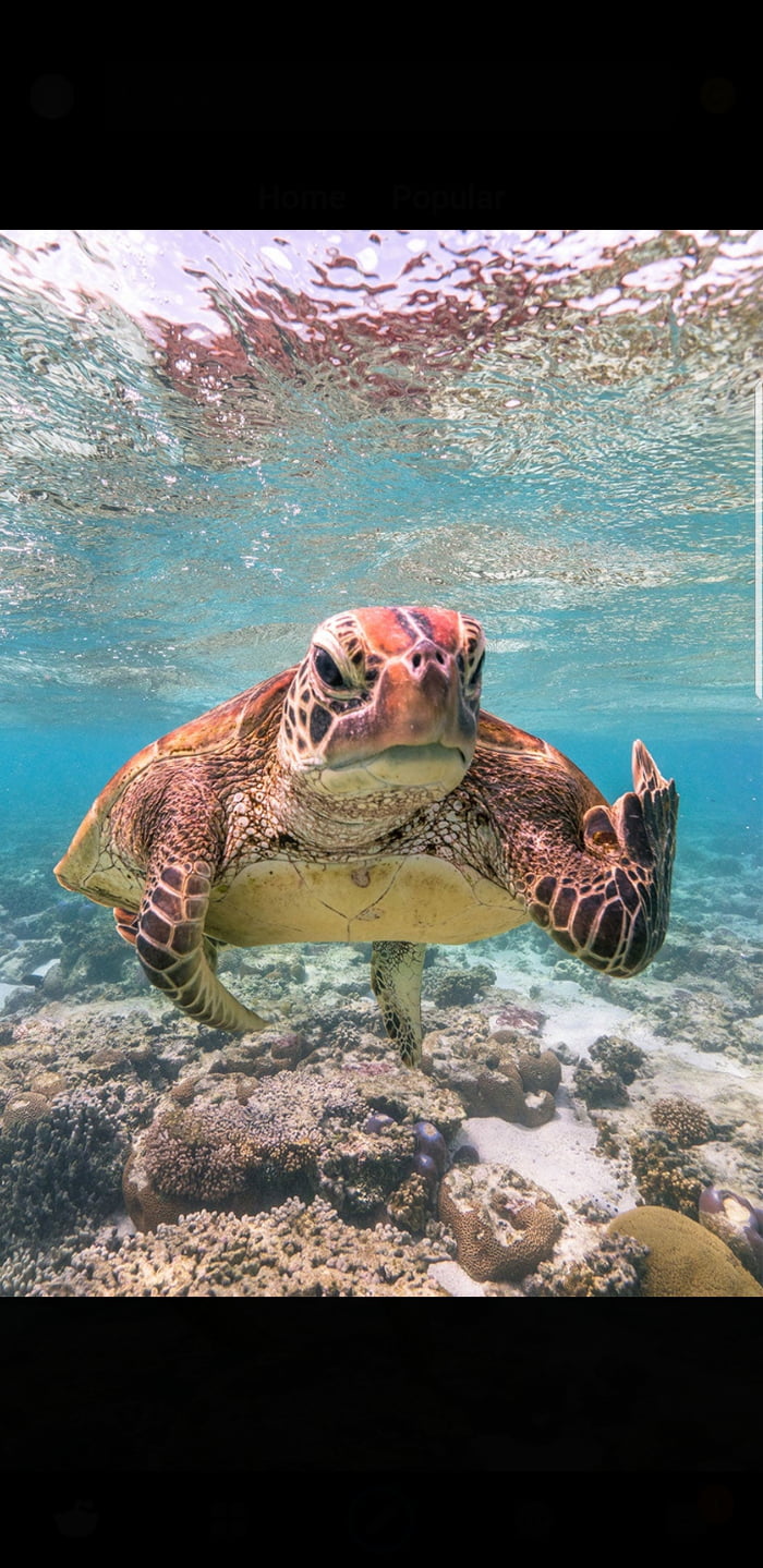 A turtle flipping you off - 9GAG