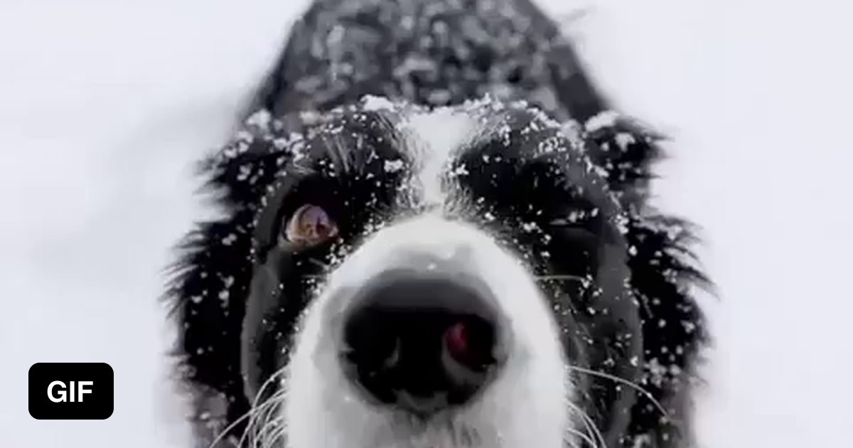 Snow pupper - 9GAG