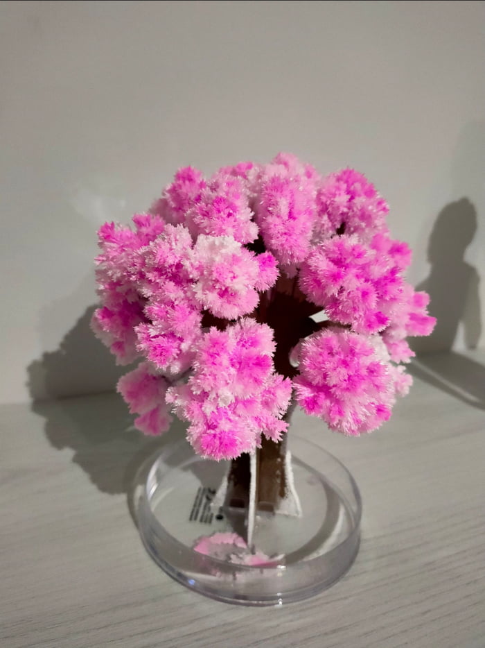 Magic Sakura tree, yeah science!!!!!!!! - 9GAG