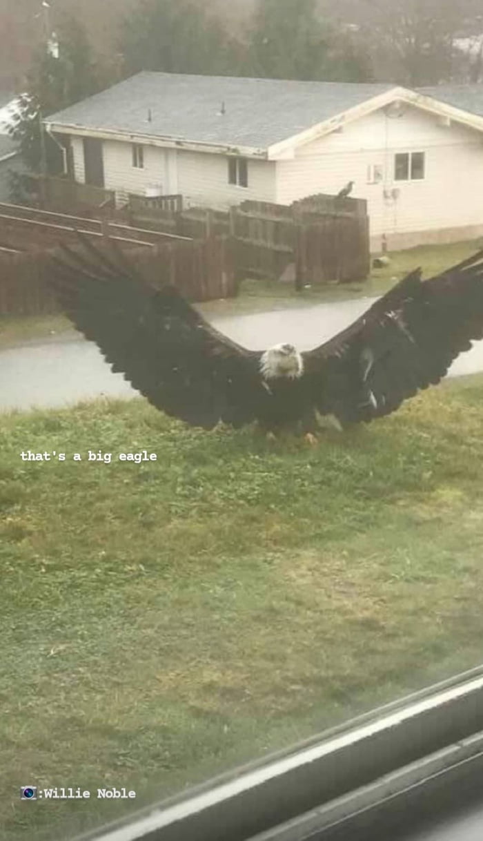 Wtf, That's a big eagle !! - 9GAG