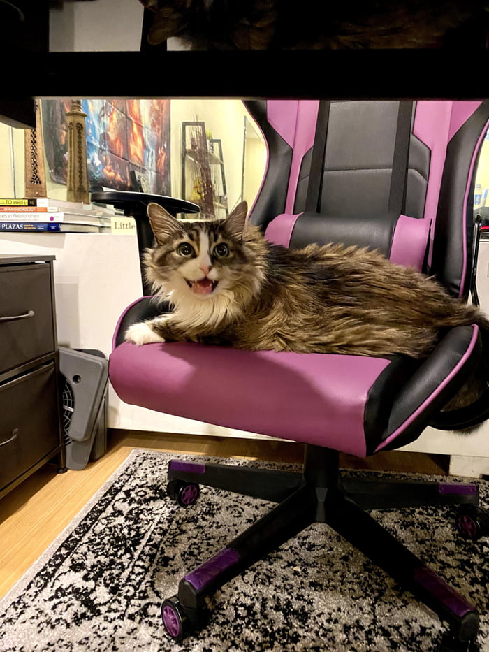 Caught mid meow. She’s a happy lady. - 9GAG