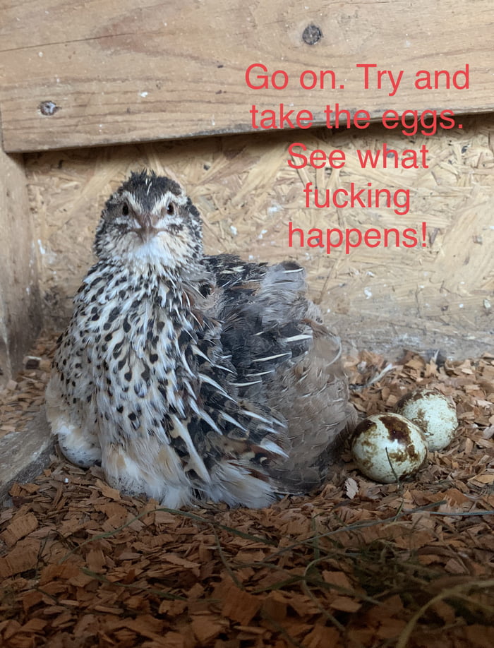 That stare looks deadly. - 9GAG