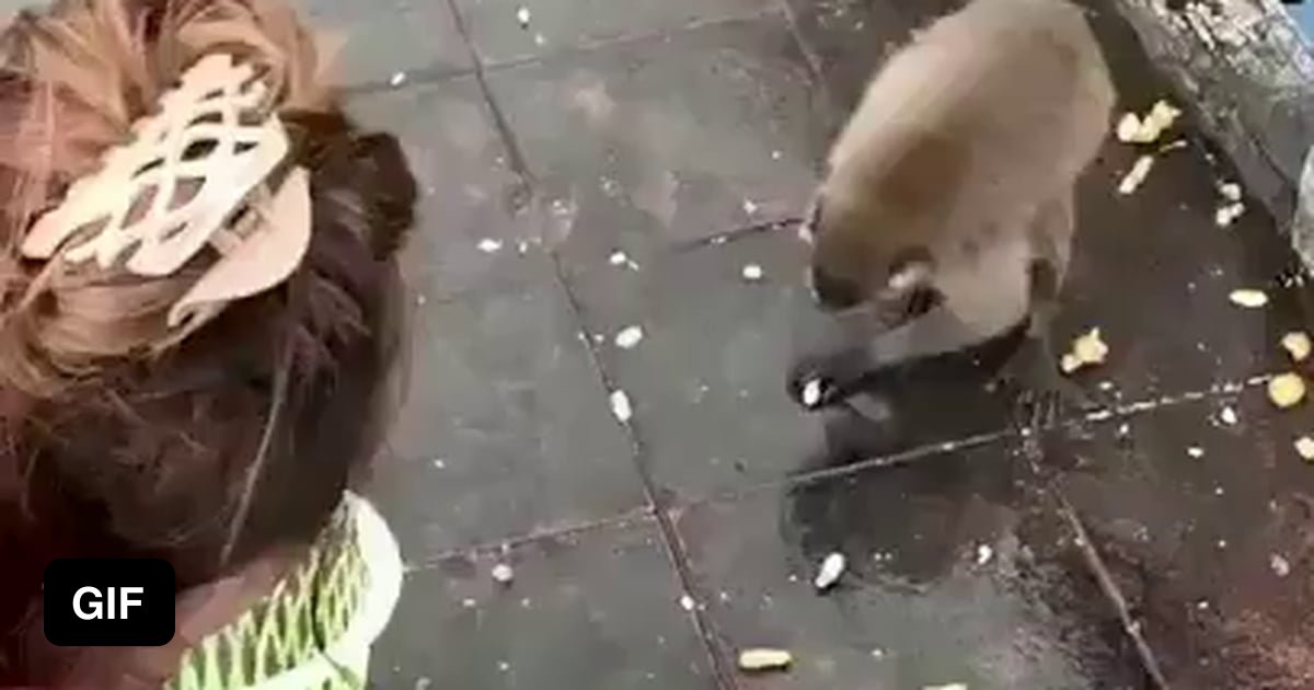 The world's funniest monkey - 9GAG