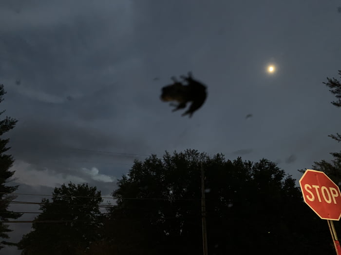 Welcome to July 2020! Flying giant monster frogs are in the sky! - 9GAG