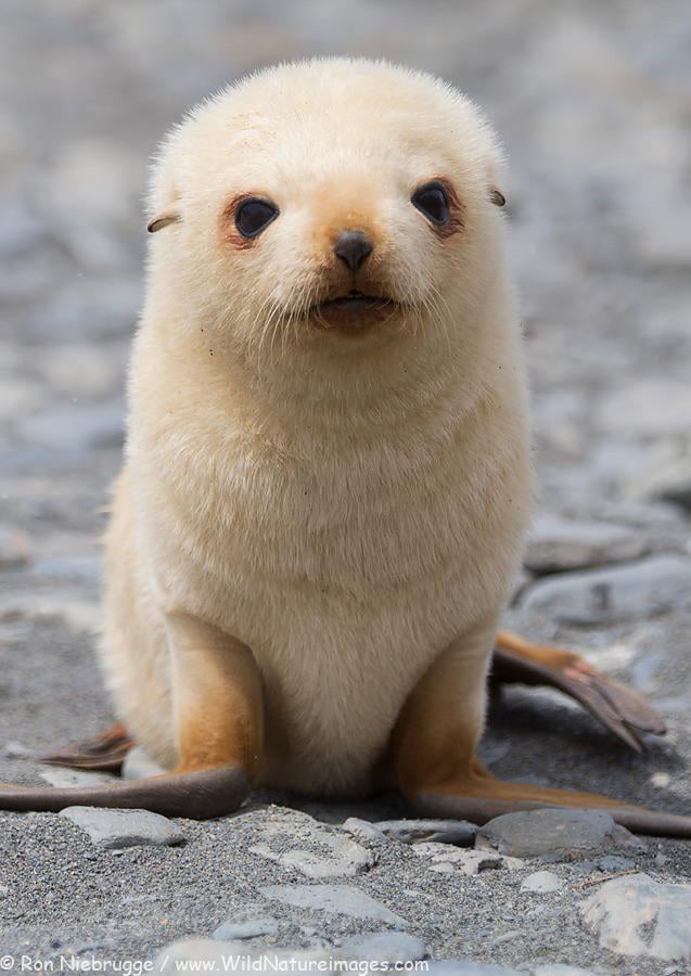Blonde seal pup looking like a toasted marshmallow - 9GAG
