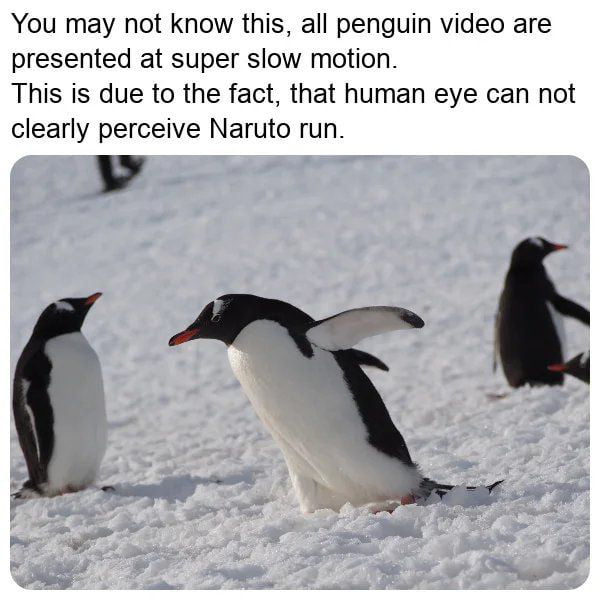 Happy National Penguins Day - 9GAG