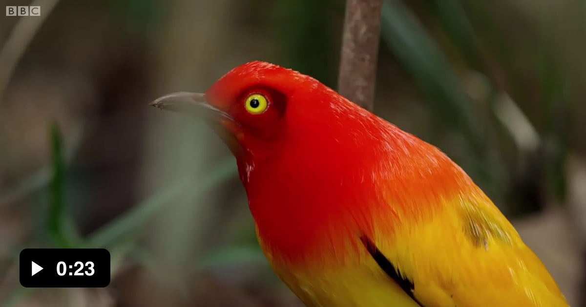 This Bird's Mating Dance Will Seduce You - 9GAG