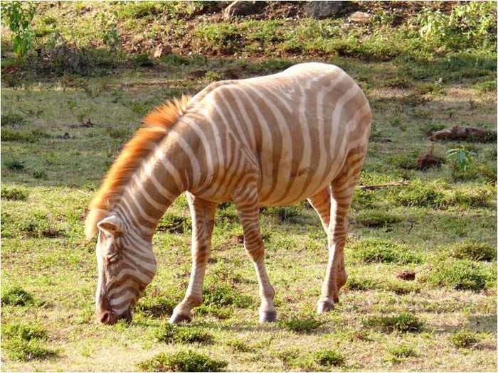The golden zebra, also known as an albino zebra is extremely rare but ...