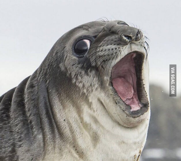 When a penguin bites you ass - 9GAG