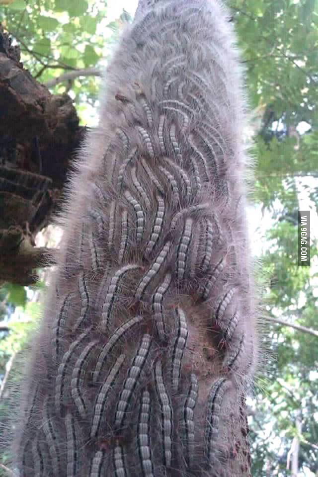 It's a tree of nope in Nopeland - 9GAG