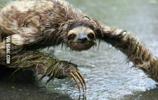 This sloth should be a Dark Souls boss - 9GAG