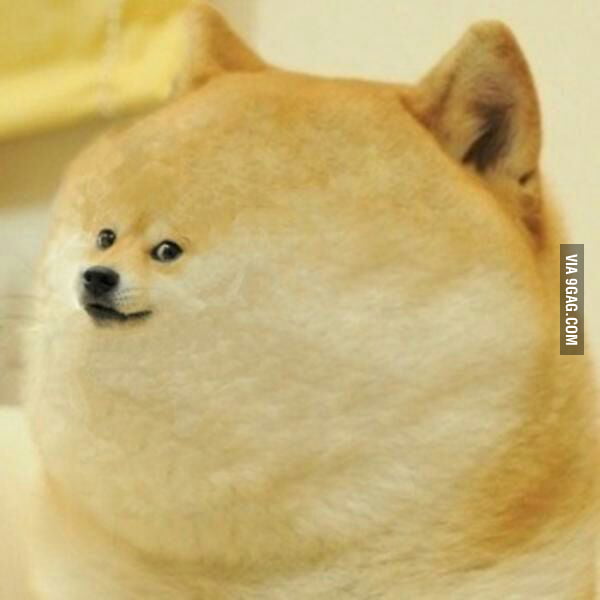 Small face doge - 9GAG