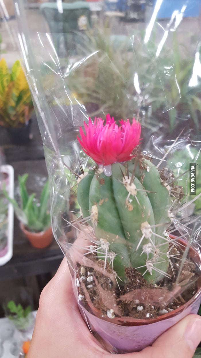The flower is glued to this live cactus. - 9GAG
