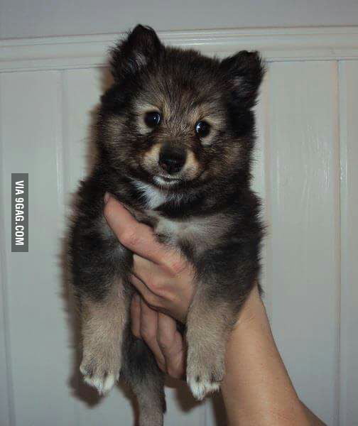 My sister's swedish puppy doge. such cute, much nordic, very squint ...