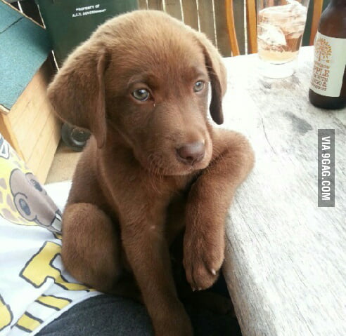 Meet Milo the 16 week old chocolate Labrador - 9GAG