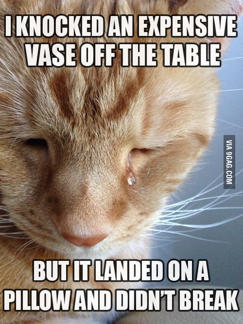 First World Cat Problems - 9GAG
