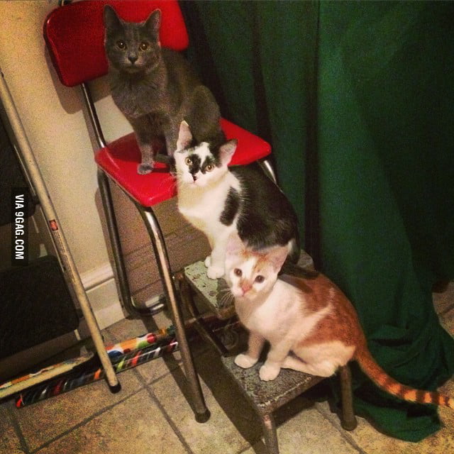 "CATS ON STEPS" - 9GAG
