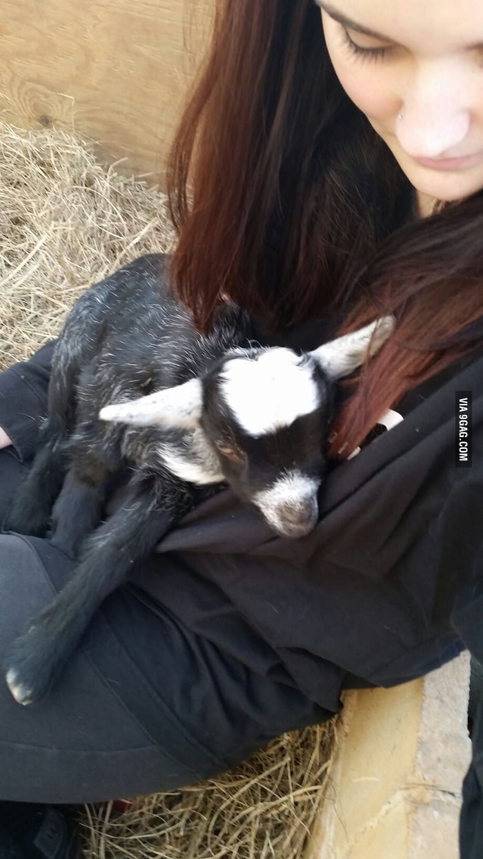 My family raises pygmy goats. they like to sit in my lap. 3 days old - 9GAG