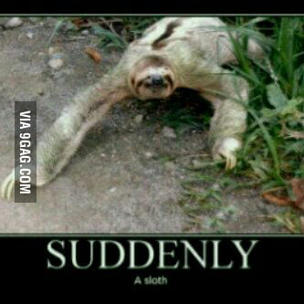 And suddenly.... A sloth - 9GAG