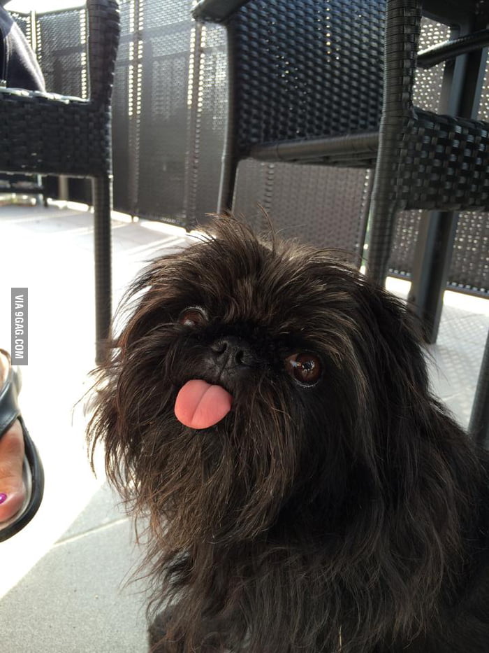 Derp dog - 9GAG