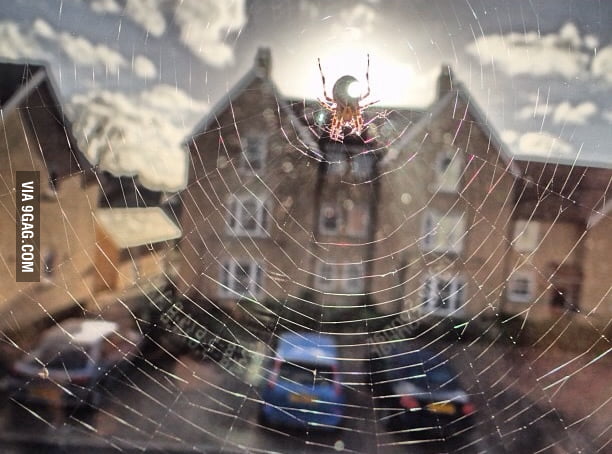 Prob the best photo I've ever taken... - 9GAG