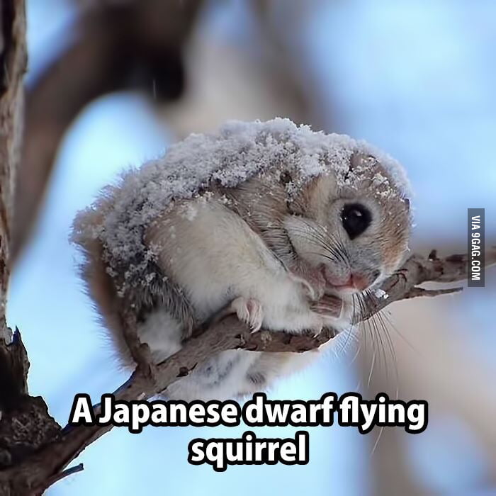 Soooo cute - 9GAG