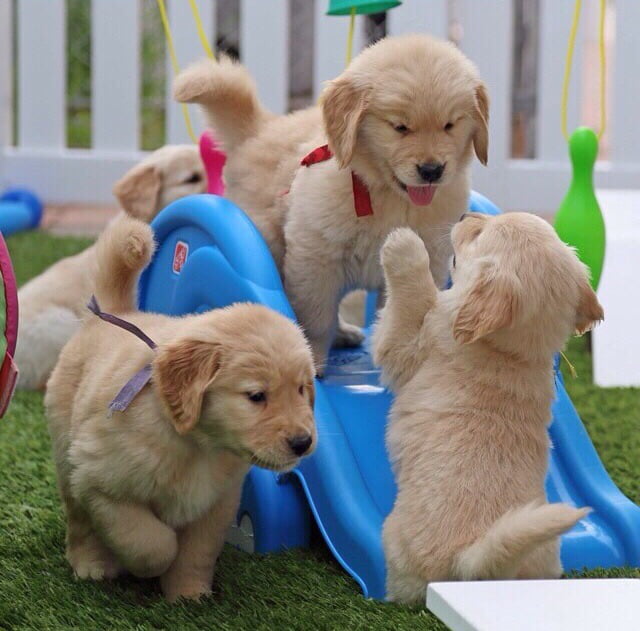 Puppy play date! - 9GAG
