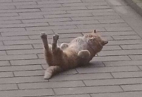 Here's a picture of a cat falling over - 9GAG
