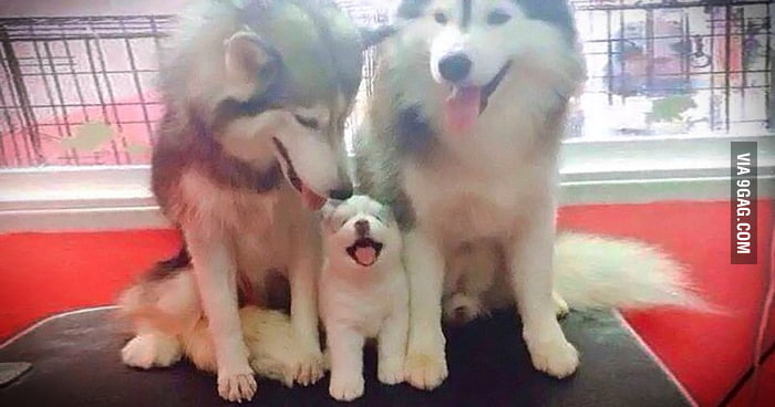 Happy Huskies ^^ - 9GAG
