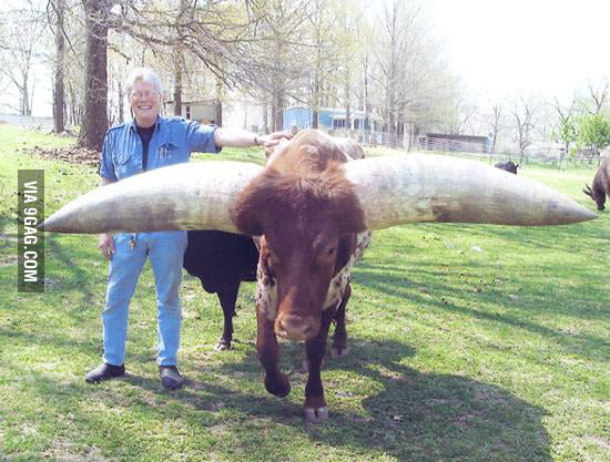 World record bull horns - 9GAG