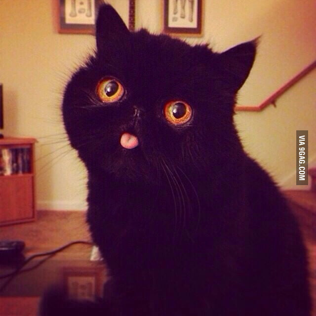 I just love this damn cat. - 9GAG