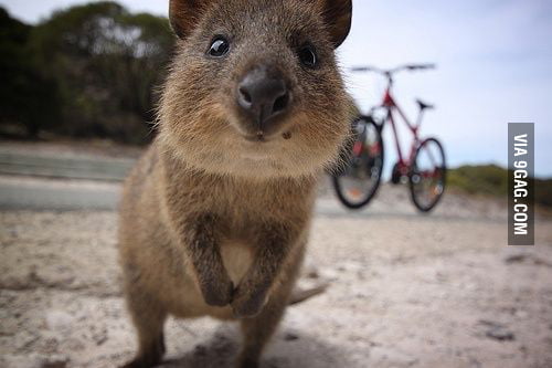 The Quokka! The animal that poops cubes! - 9GAG