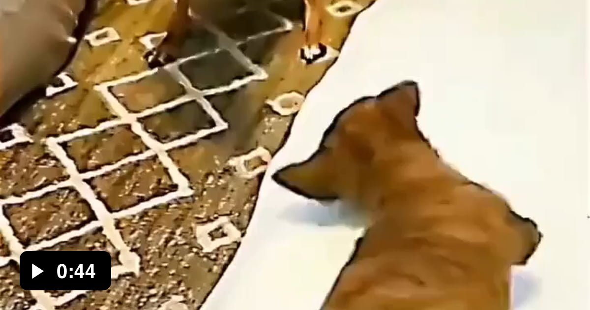 Two-legged dog teaches puppy with same birth defect how to walk - 9GAG