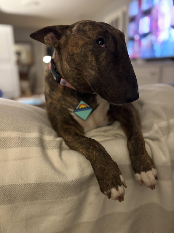 Hello everybody! This is Evie ️ - 9GAG