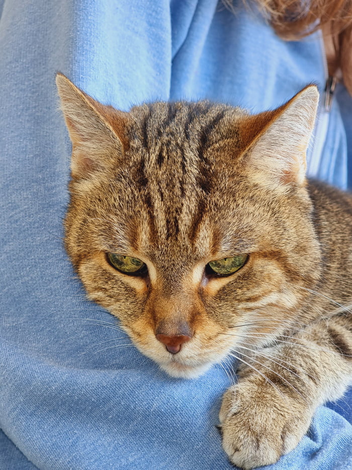 Sadly, now I follow many of you cat-pals here on 9gag. On Monday we had ...