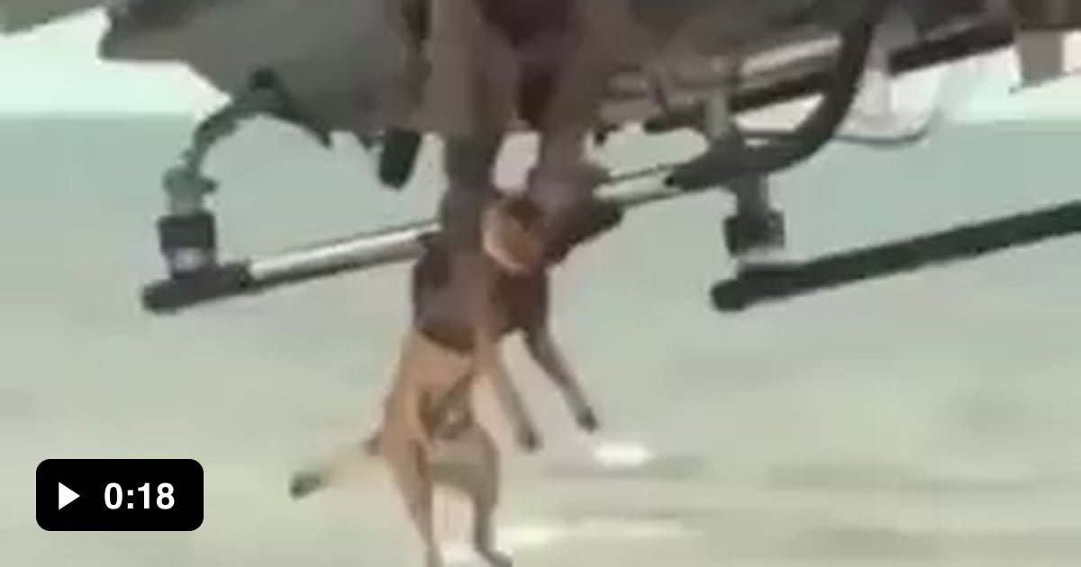 The deployment of tactical pupper - 9GAG