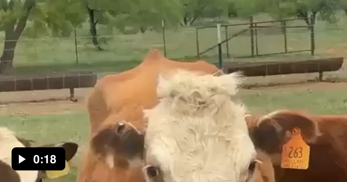 Cow 🐄 vibing to music - 9GAG