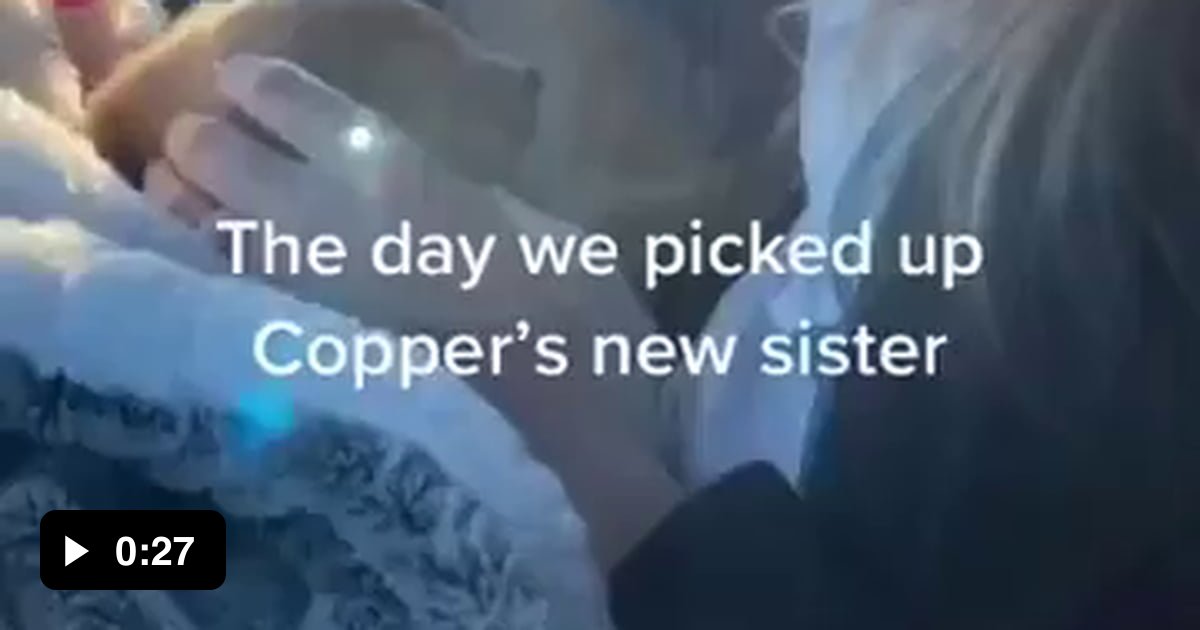 The day Copper saw his sister for the first time - 9GAG