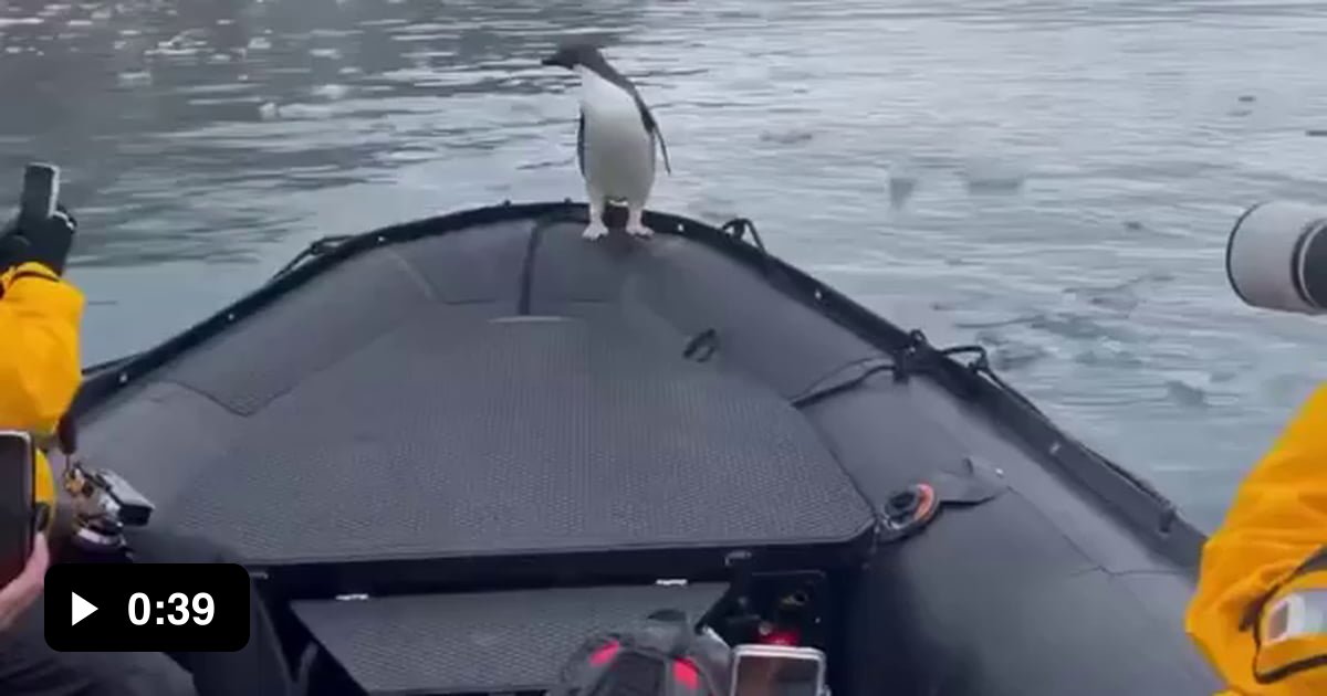 A penguin jumped on a boat to escape a Seal… so they took him to the ...