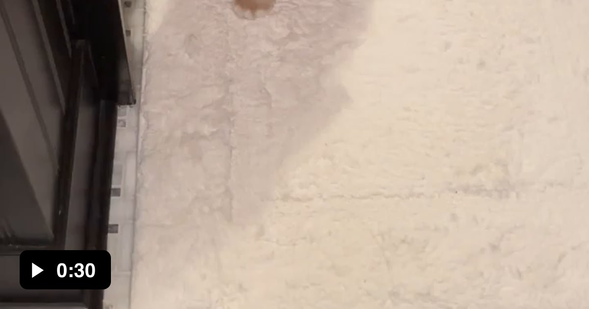 Caution: Wild orange predator in camouflage - 9GAG