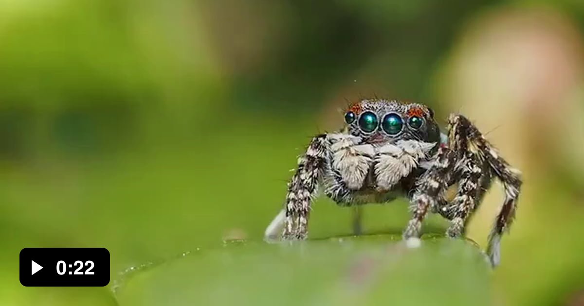 Courtship dance of the peacock spider - 9GAG