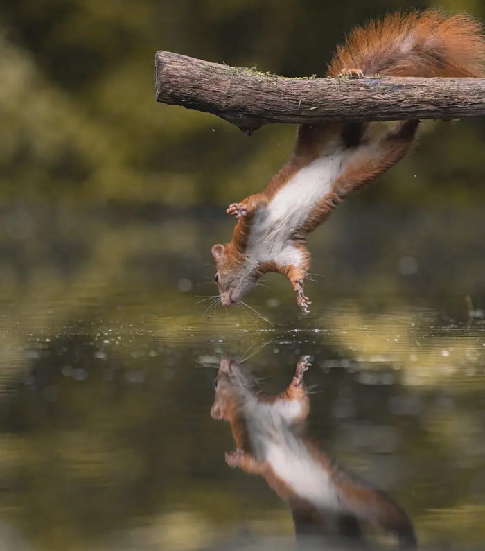 Squirrel in water reflection - 9GAG